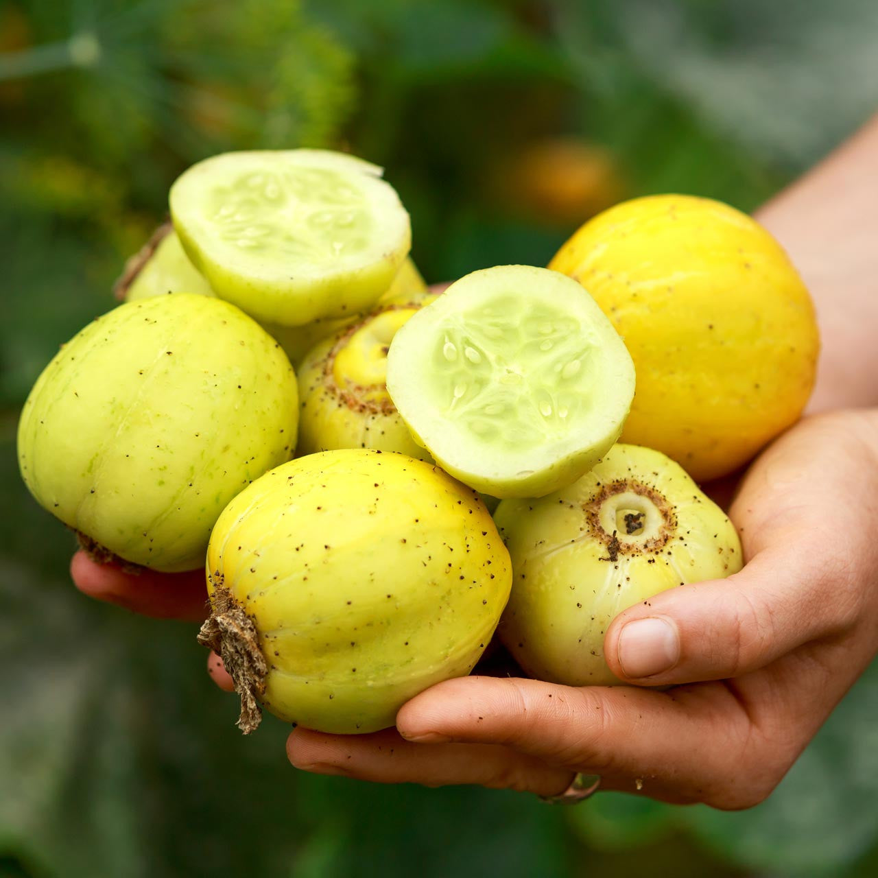 When Should I Pick My Lemon Cucumbers? A Complete Harvesting Guide – FarmerFlints