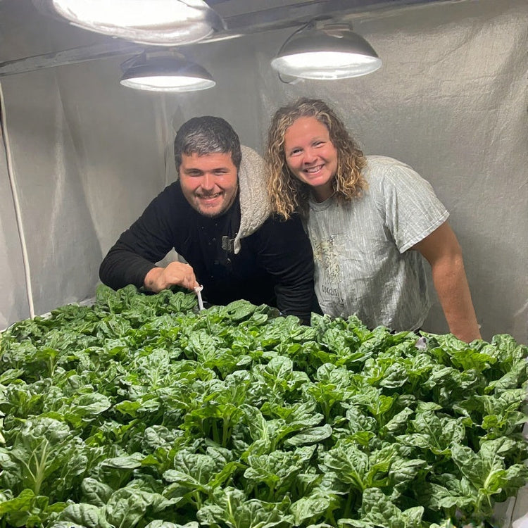 How to Grow Spinach Indoors Under Lights: A Complete Year-Round Guide ...